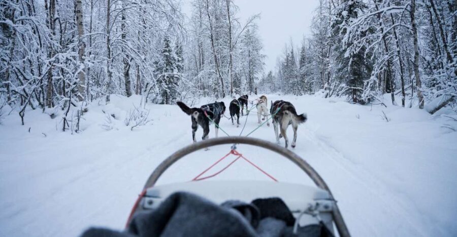 Levi Polar Lights Tours: Arctic Circle Guided Husky Tour - An In-Depth Look at the Husky Safari