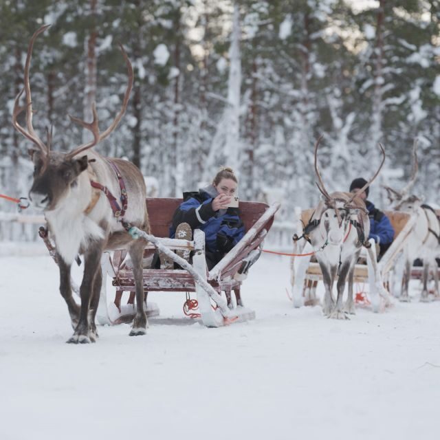 Levi Polar Lights Tours: Reindeer and Husky Taster - What the Reviews Say