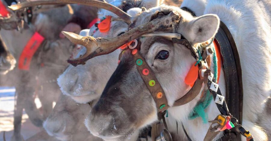 Levi: Reindeer Sleigh Ride Tour in Snowy Forest - Why This Tour Stands Out