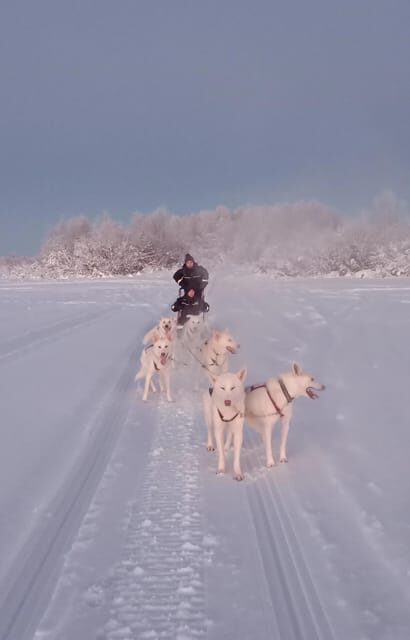 Levi: Self-Drive 2 KM Husky Sledding Experience - Levi: Self-Drive 2 KM Husky Sledding Experience