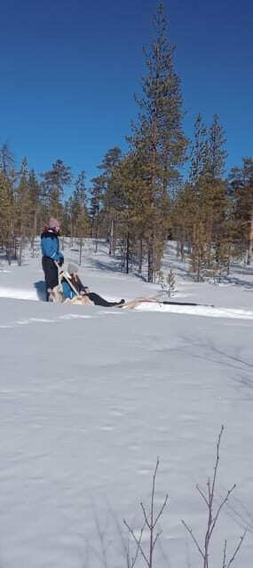 Levi: Self-Drive 5 KM Husky Sledding Experience - The Itinerary in Detail