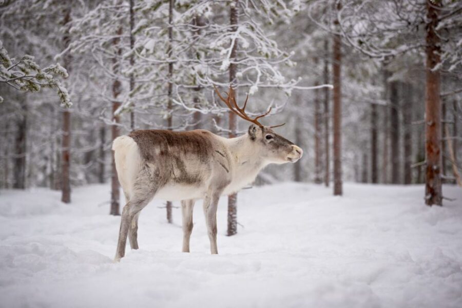 Levi: Traditional Reindeer Husbandry Experience - Analyzing the Value
