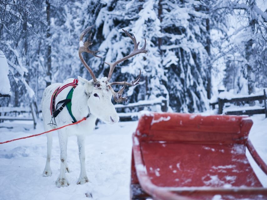 Levi: Winter Highlights Family Day - What Do the Reviews Say?