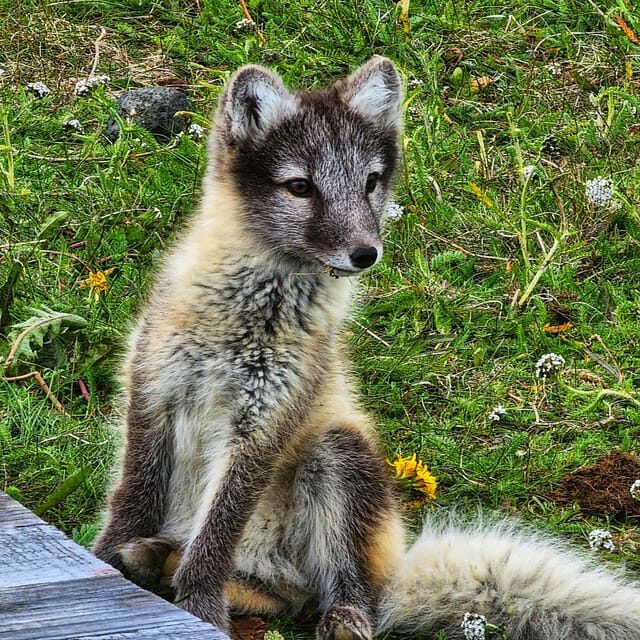 Lightweighted walk through wild Arctic Nature - Who Will Love This Experience?