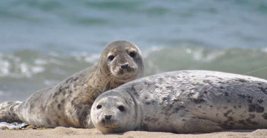 List/Sylt: Guided Seal-Watching Cruise on a Rustic Boat - The Value of the Experience