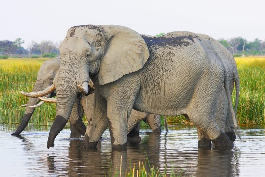 Livingstone: Game Drive and White Rhino Walking Safari - Practical Tips for Travelers