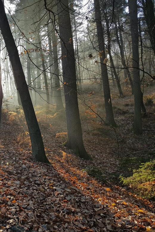 Ljubljana: Green tour and forrest personal experience - Why Choose This Tour?