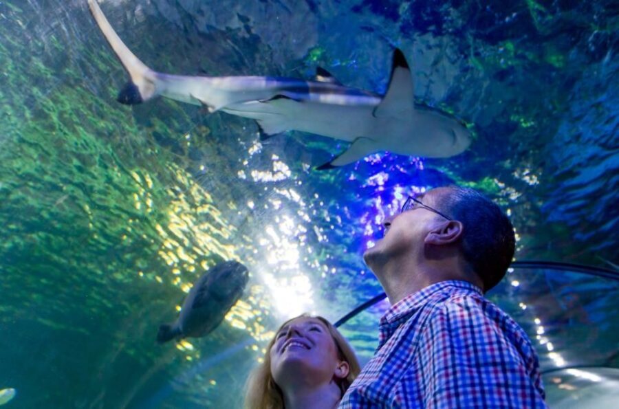 Loch Lomond: Sea Life Entrance Ticket - What the Visitors Say