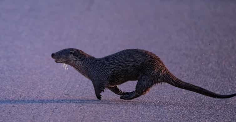 Lofoten: Wildlife Safari - Why This Tour Makes Sense for Your Lofoten Visit