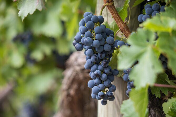 Long Island Wine Tour North Fork Sights Bites Flights Half Day AM - Final Thoughts