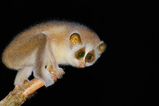 Loris Watching from Sigiriya - Why This Tour Stands Out