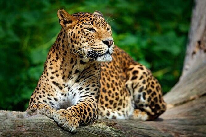 Lunugamvehera National Park Private Safari - Who Will Love This Safari?