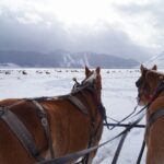 Luxury 1/2 Day Winter Grand Teton Tour & Sleigh Ride - Who Will Love This Tour?