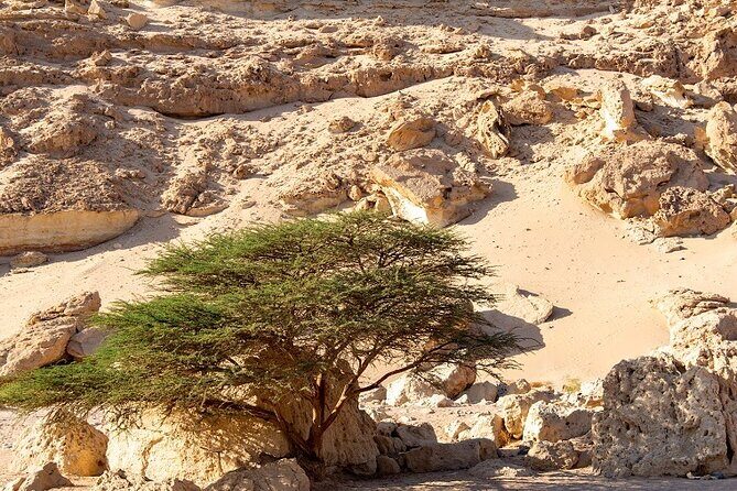Luxury Desert Safari Tour, Morning & Afternoon from Hurghada - What Makes This Tour Stand Out?