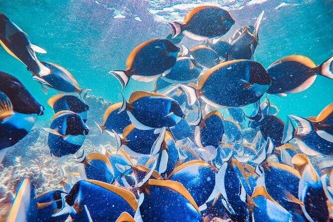 Maafushi: Full Day Snorkeling and Island Hopping Experience - Guraidhoo Island: Local Lifestyle and Lunch