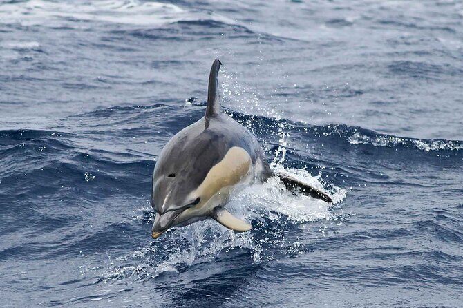 Magic Dolphin Sea Safaris - Why This Tour Is Worth Considering