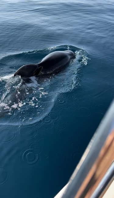 Makarska: Private halfday boat tour ,Hvar,small blue Cave - What We Like About This Tour