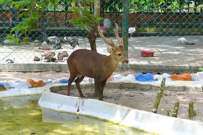 Malaysia: Langkawi Wildlife Park Entry Ticket - What to Expect When Visiting Langkawi Wildlife Park