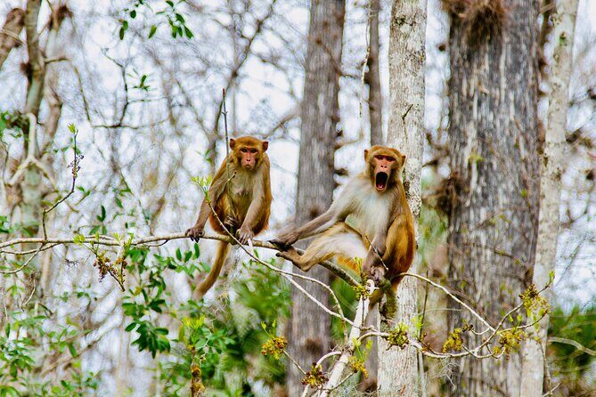 Manatees, Monkeys and Florida Natural Spring Adventure Tour - Practical Details