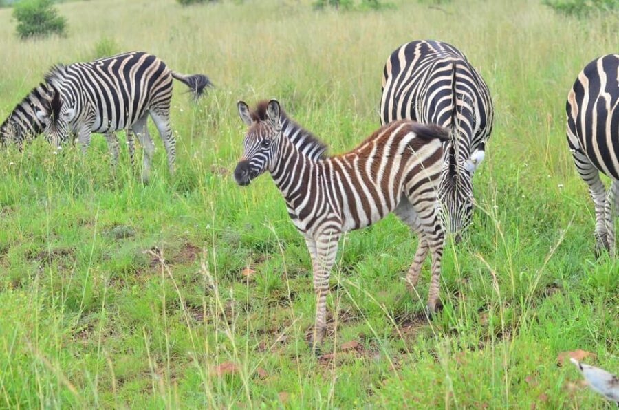 Manyane: 6HGame Drive with Lunch - Lunch Break and Refreshments