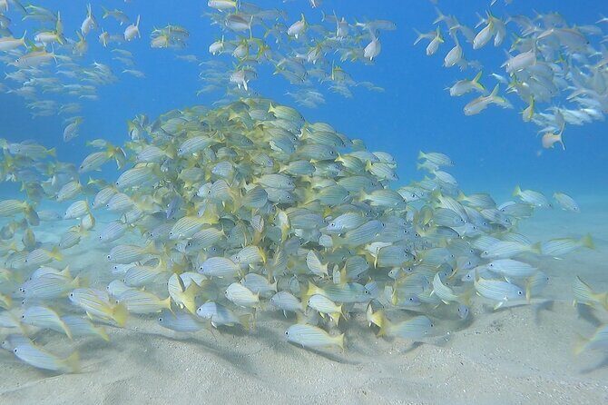 Marine Ecology Snorkel from Electric Beach Oahu with Photos - The guides: Knowledge that enhances your experience