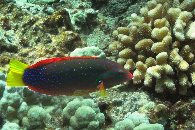 Maui Beach Shoreline Snorkel - The Experience: What Youll See and Learn