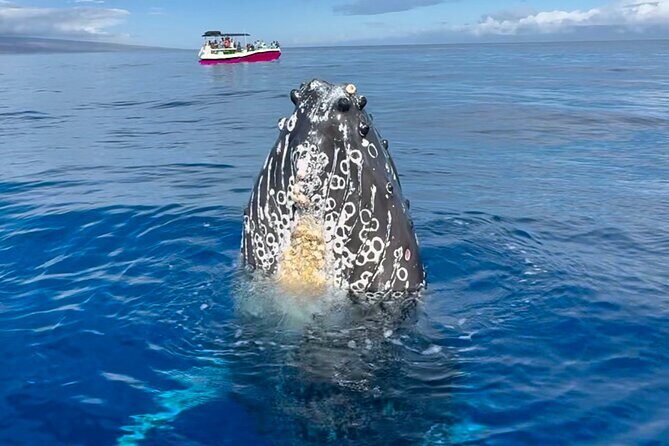 Maui Mid Day Magic Whale Watch - How the Itinerary Unfolds
