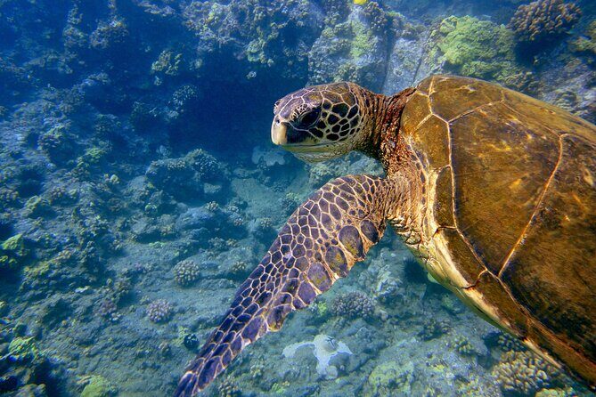 Maui's Only Clear Bottom Kayak Rental (priced per tandem kayak) - Authentic Reviews and Traveler Insights