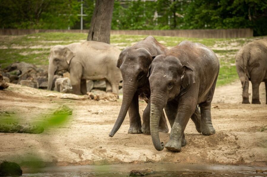 Mechelen: Planckendael ZOO Entry Ticket - A Closer Look at Your Day at Planckendael Zoo