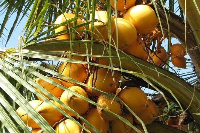 Mekong Delta visiting My Tho full day by bus - Transportation and Group Size
