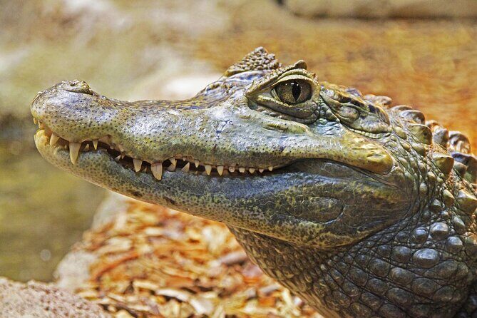 Miami Full Day Self-Guided Sightseeing Tour w/ Cruise and Everglades Airboat - What’s Included and What’s Not