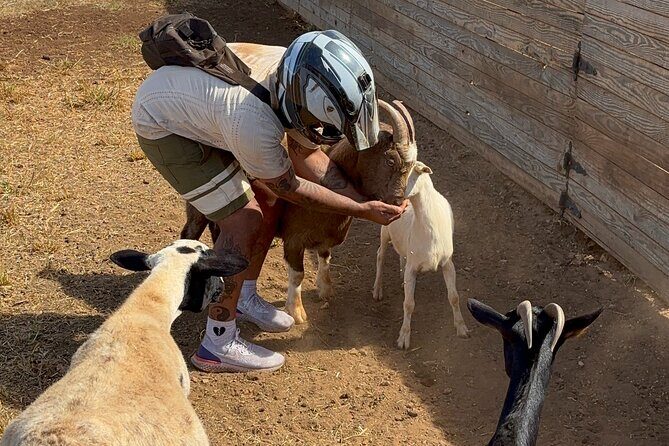 Mini ATVs and Farm Animal Experience - Analyzing the Value