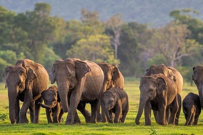 Minneriya Jeep Safari from Habarana Hotels - The itinerary: what to expect