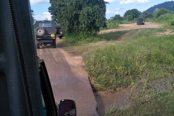 Minneriya / Kaudulla National Park Jeep Safari - The Value of This Private Safari