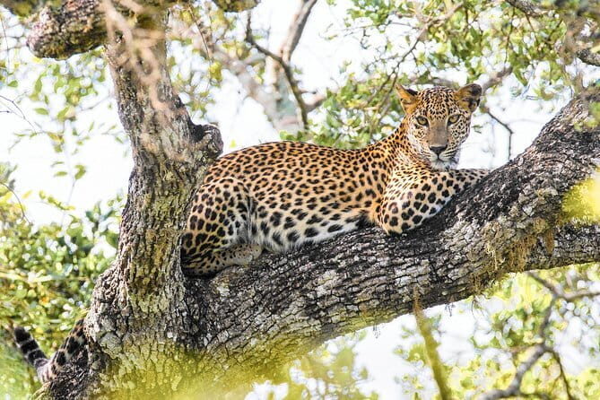 Minneriya/Kaudulla or Hurulu Eco Park Jeep Safari including Entrance Fee - Who Will Love This Safari?
