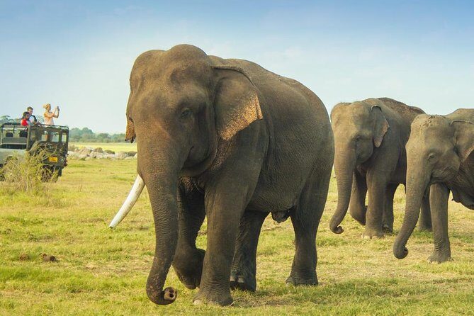 Minneriya National Park Private Safari from Habarana - Final Thoughts: Is It Worth It?