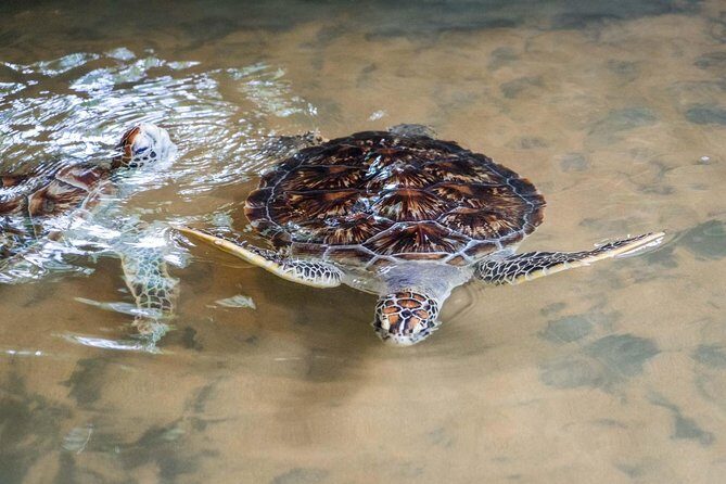 Mirissa Whale watching, Stilt Fishing & Turtle Tour From Colombo - Who Should Consider This Tour?