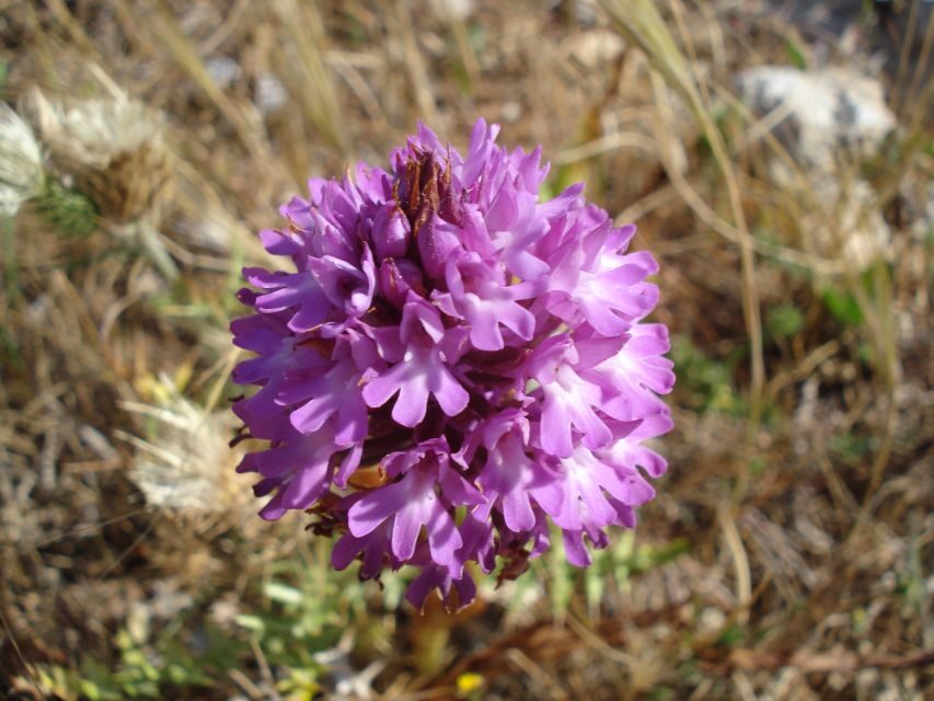 Mistra Valley and Selmun Private Nature Tour with Transport - The 7-Kilometer Coastal Walk: A Relaxed Exploration