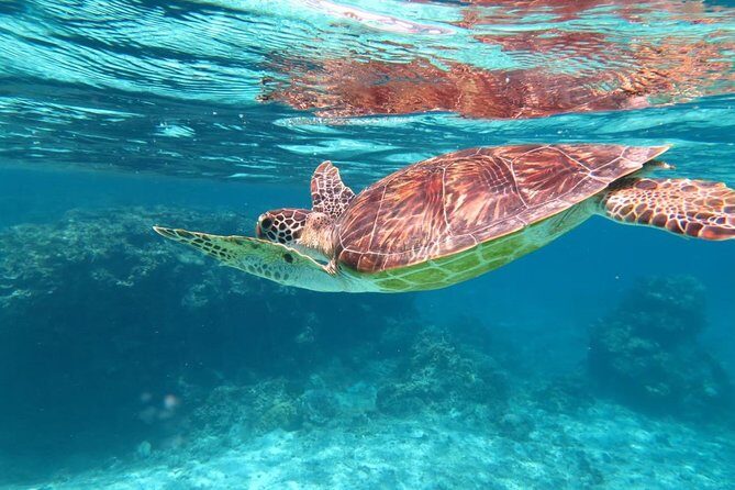 [Miyakojima Snorkel] Private tour from 2 people Let's look for sea turtles! Snorkel tour that can be enjoyed from 3 years old - What Makes This Tour Special?