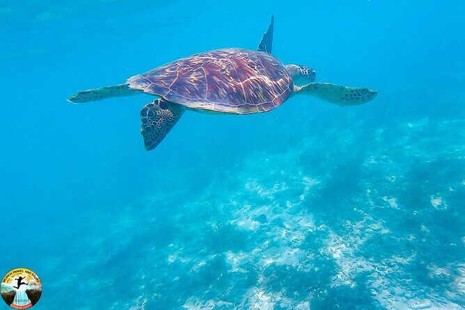 Moalboal Island Hopping (Pescador Island, Sardines and Turtles) - FAQ