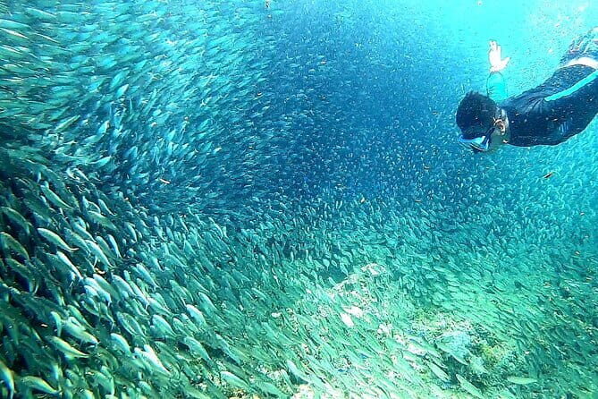 Moalboal Snorkeling, Kawasan Canyoneering with Zipline and Lunch - Snorkeling at Pescador Island
