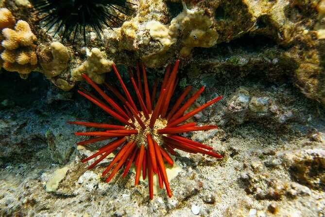 Molokini Snorkel Trip 2-Hour From Kihei - The Practical Side: What You Need to Know