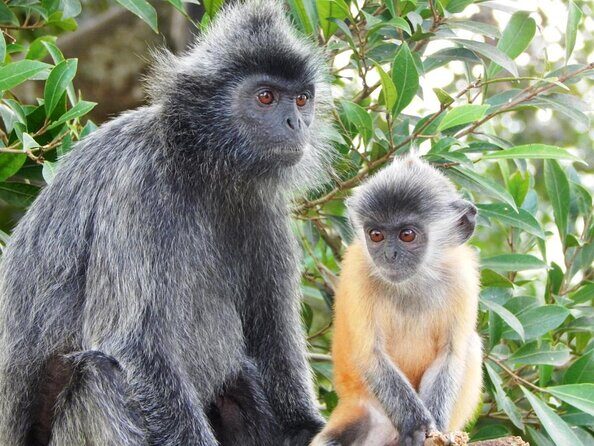 Monkey Hill, Eagle and Firefly Tour - Who Will Love This Tour?