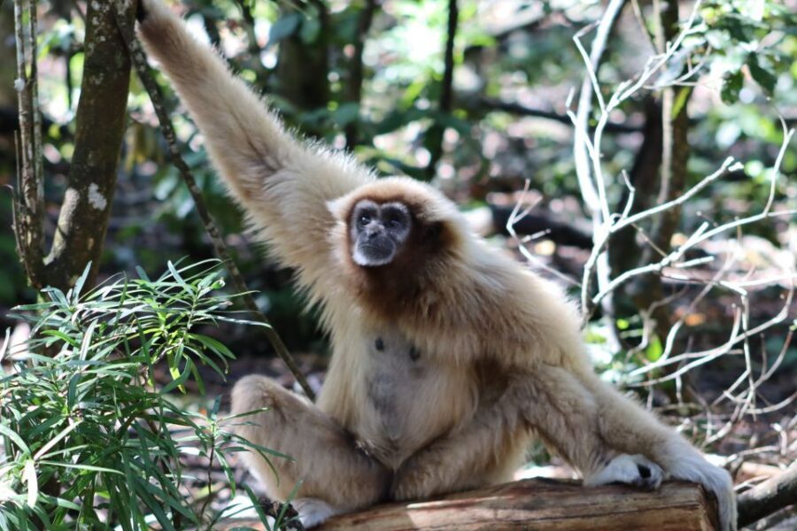 Monkeyland, Birds of Eden, Jukani - Animal Sanctuaries - Why This Tour Works for Travelers