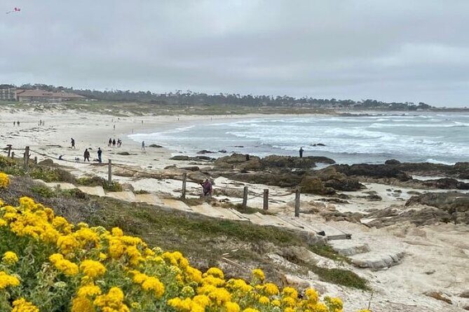 Monterey Bay Famous Dog Friendly Electric Bike and Sidecar Tour - Authentic Feedback from Participants