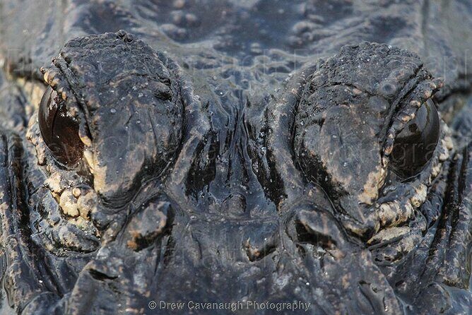 Mosquito Lagoon Sight Fishing Charters Near Orlando Florida - Final Thoughts: Who Will Love This Tour?
