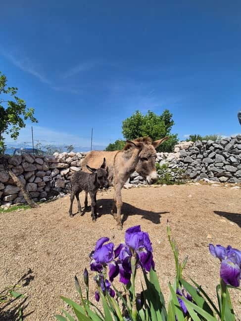 mrika (near Rijeka/Krk/Crikvenica) Donkey Farm Family Fun - Final Thoughts: Is It Worth It?
