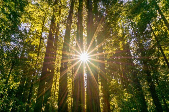 Muir Woods & Sausalito Tour + Hop-On Hop-Off Tour - What Makes This Tour Valuable?