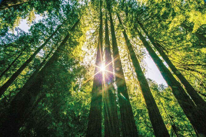 Muir Woods & Sausalito Tour - FAQ