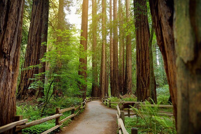 Muir Woods Self-Guided Driving and Walking Audio Tour - What does the itinerary include?